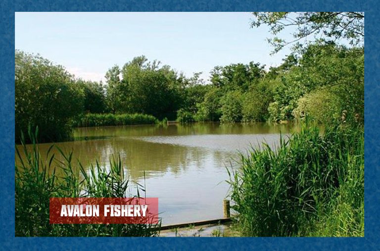 12 Best Carp Fishing Lakes in Somerset (Specimen Fisheries) - Fishing ...