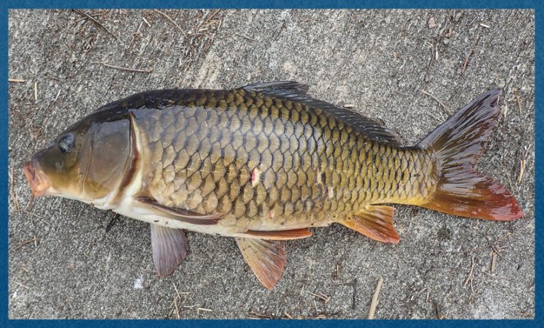 13 Types of Carp: A Comprehensive Guide to Carp Species - Fishing ...