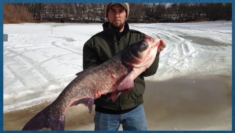 13 Types of Carp: A Comprehensive Guide to Carp Species - Fishing ...