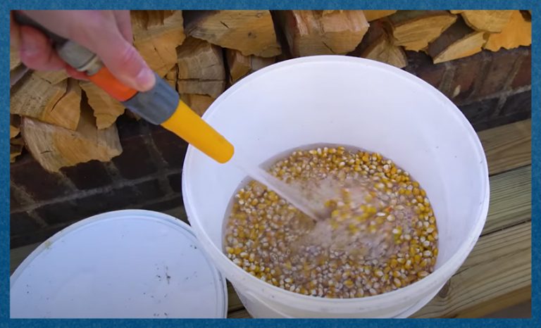 How To Catch Carp with Corn: The Ultimate Carp Fishing Guide - Fishing ...