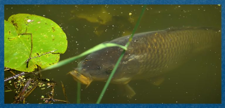 How to Catch Carp In A River: Best Beginner Carp Fishing Tips - Fishing ...