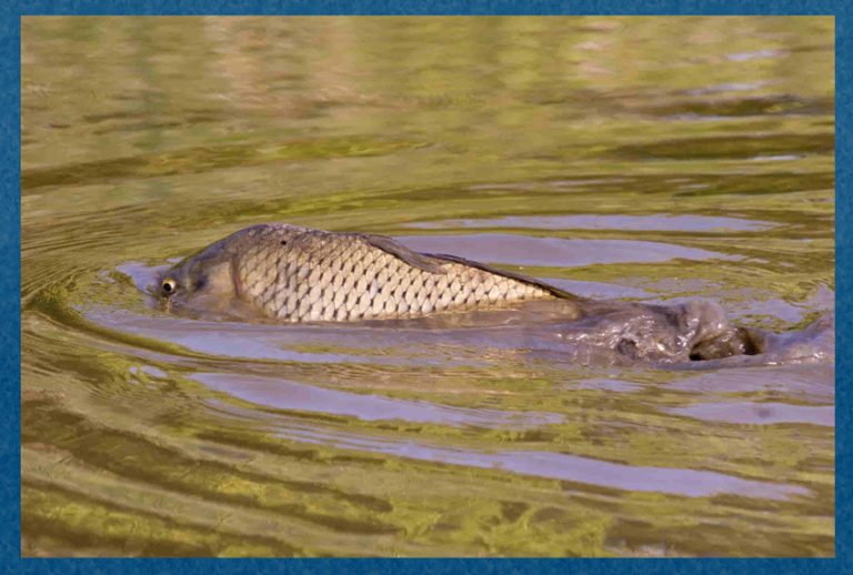 When Do Carp Spawn? - Ultimate Guide for Specimen Anglers - Fishing ...