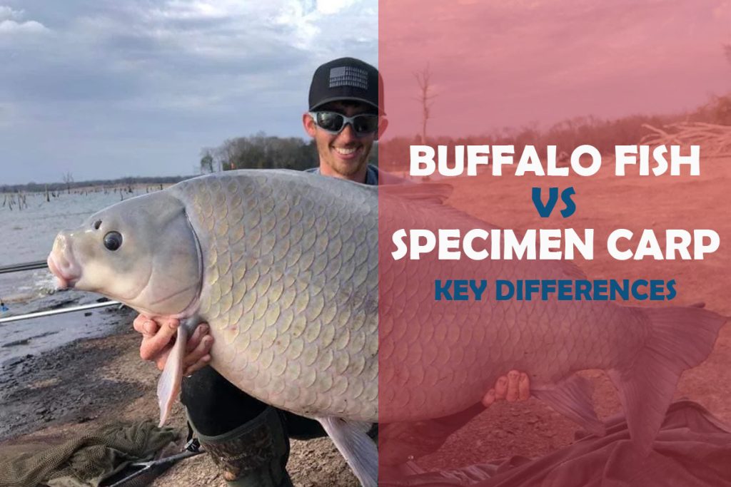 How to Catch Asian Carp: Top Techniques & Asian Carp Bait - Fishing ...