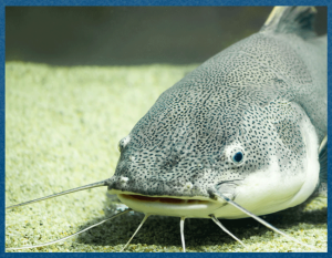 Carp vs Catfish: 10 Differences Between These Fish Species - Fishing ...