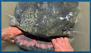 Carp vs Catfish: 10 Differences Between These Fish Species - Fishing ...