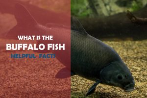 What Is A Buffalo Fish? The Ultimate Guide to the Strong Genus Ictiobus ...