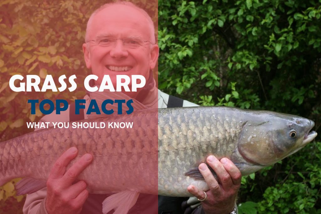 What Is A Grass Carp Fish: Facts and Species Profile - Fishing Tackle ...
