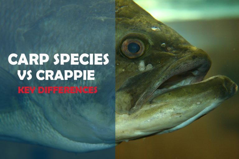 Carp vs Crappie: Understanding the 7 Key Differences - Fishing Tackle ...