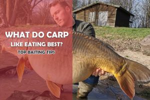 Carp vs Catfish: 10 Differences Between These Fish Species - Fishing ...