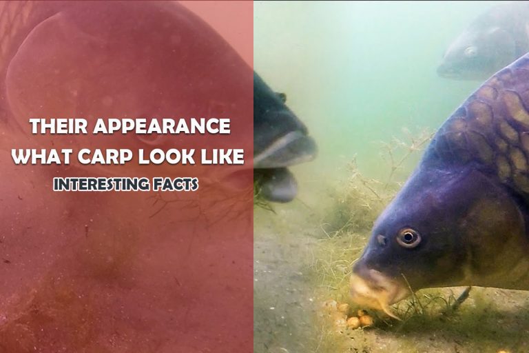 What is the Difference Between Carp vs Tilapia: 2023 Ultimate Guide ...